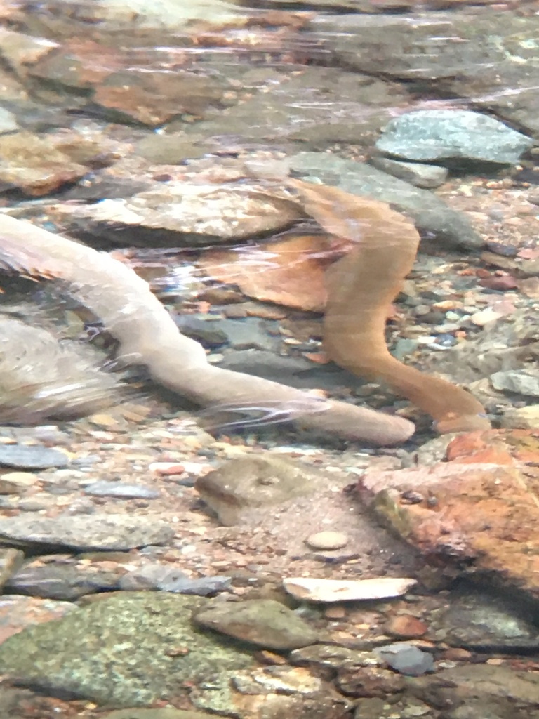 Pacific Lamprey from Samuel P. Taylor State Park, Lagunitas, CA, US on ...