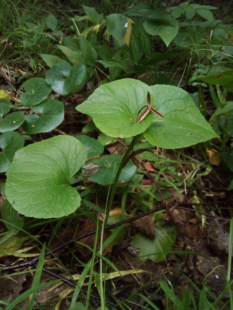 Broad-leaved Violet from Нижняя Салда on August 9, 2019 at 03:19 PM by ...