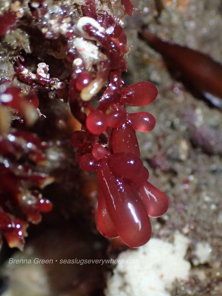 Red Sea Grapes (Botryocladia pseudodichotoma) - Botanical Realm
