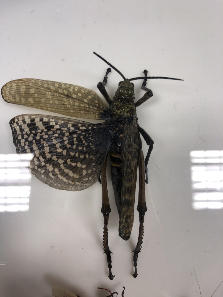 Common Leprous Milkweed Locust from Croft Street, Grahamstown, EC, ZA ...