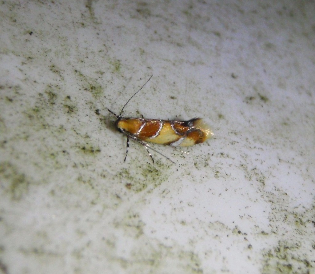 Orange-headed Callima Moth from Wayne, NJ 07470, USA on July 23, 2016 ...