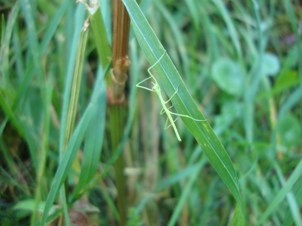 French stick insect in March 2020 by Ana Conceição · iNaturalist