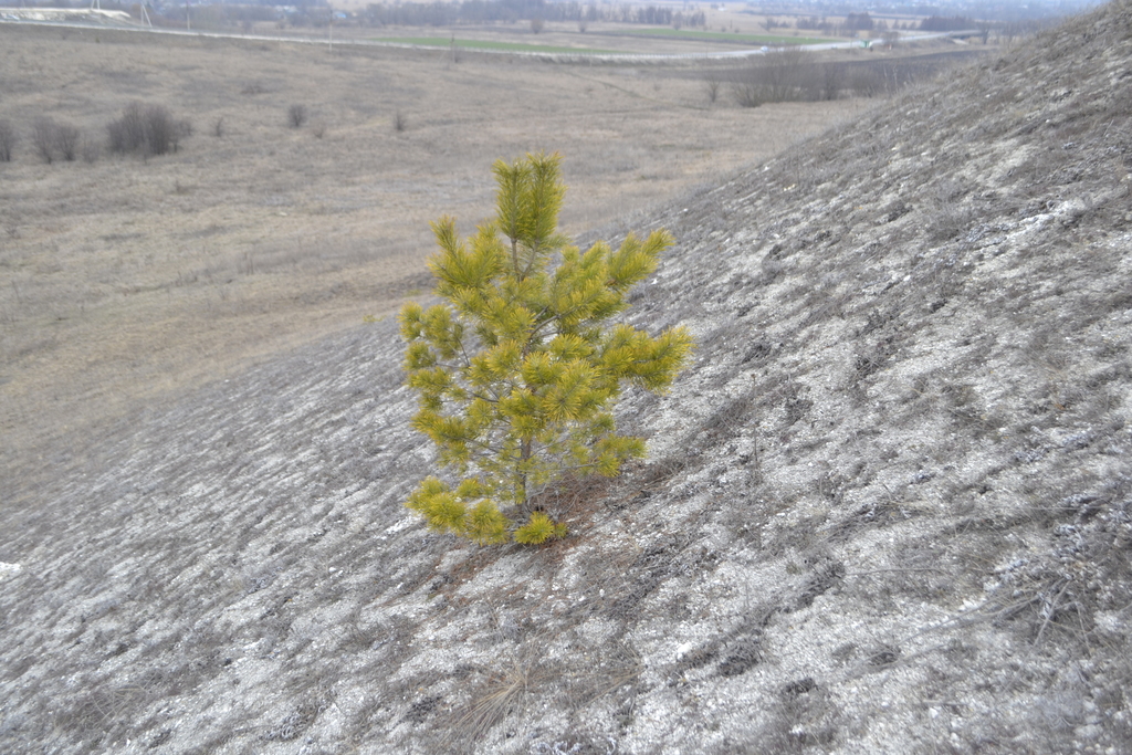 Scots pine from Ostrogozhsky District, Voronezh Oblast, Russia on March ...