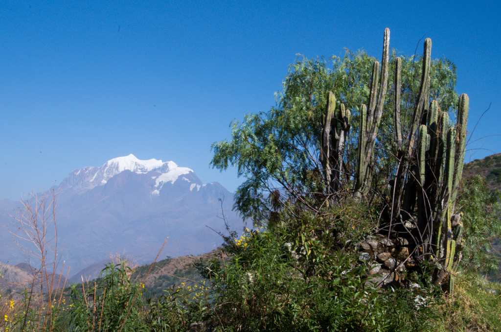 Bolivian torch cactus from Araca, Loayza, La Paz, Bolivia on November ...