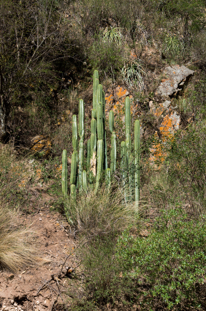 Bolivian torch cactus from Presto, Zudanez, Chuquisaca, Bolivia on ...