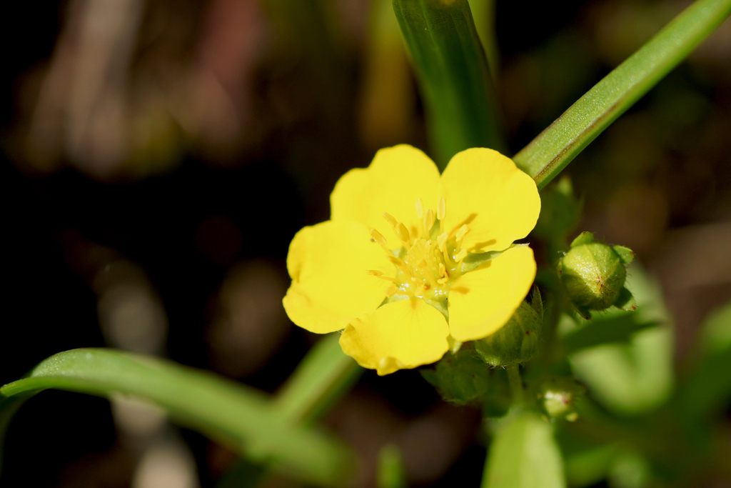 Freyn's cinquefoil from Oyakita 3-Chōme, Ebina, Kanagawa, JP on April 3 ...