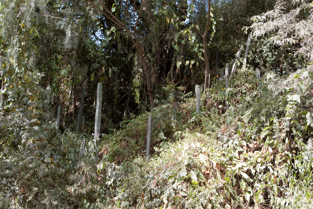 Bolivian torch cactus from Cruce Pojo, Carrasco, Cochabamba, Bolivia on ...