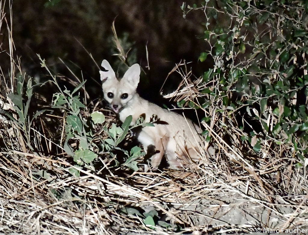 Pale Fox (Vulpes pallida) - Know Your Mammals