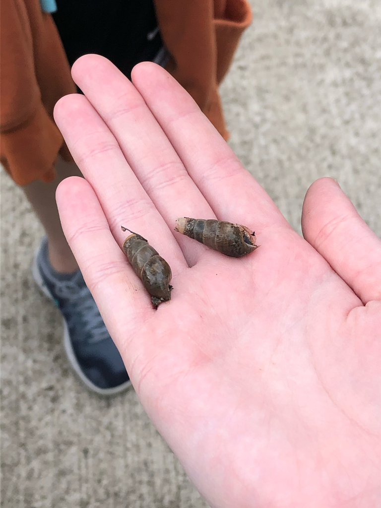 Decollate Snail from Austin on March 11, 2020 at 10:08 AM by Lia Geiger ...