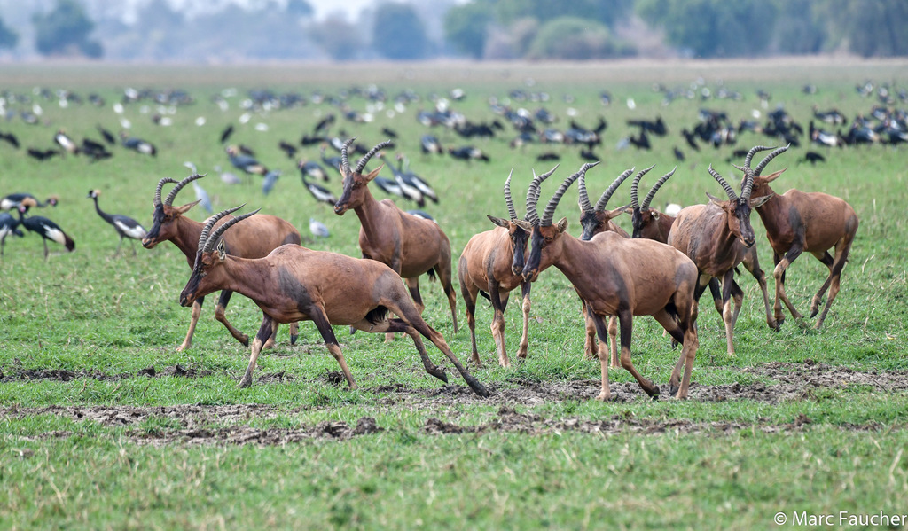 Tiang (Damaliscus lunatus tiang) - Know Your Mammals
