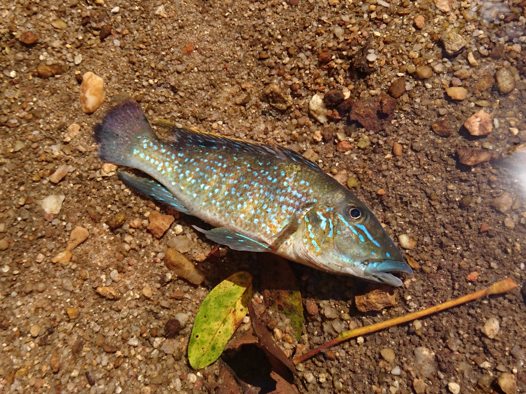 South and Central American Cichlids (Cichlinae) - Marine Life ...