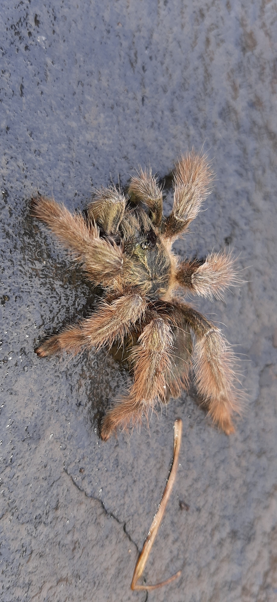 Psalmopoeus Emeraldus