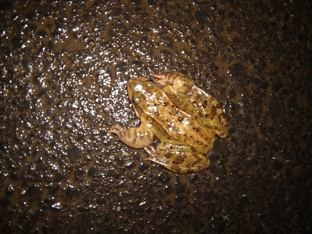 European Common Frog from Tervuren, Belgium on March 11, 2020 at 07:11 ...