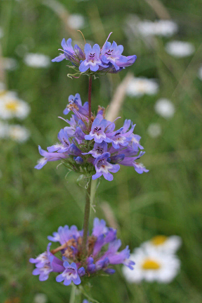 tall western penstemon (Penstemon hesperius) - Botanical Realm