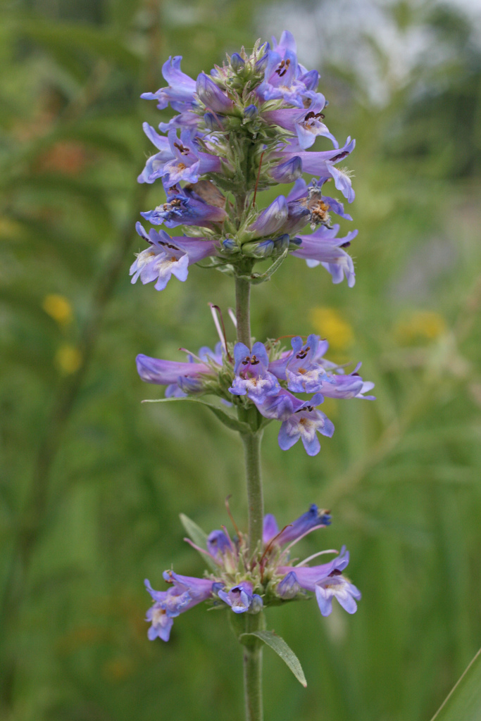 tall western penstemon (Penstemon hesperius) - Botanical Realm