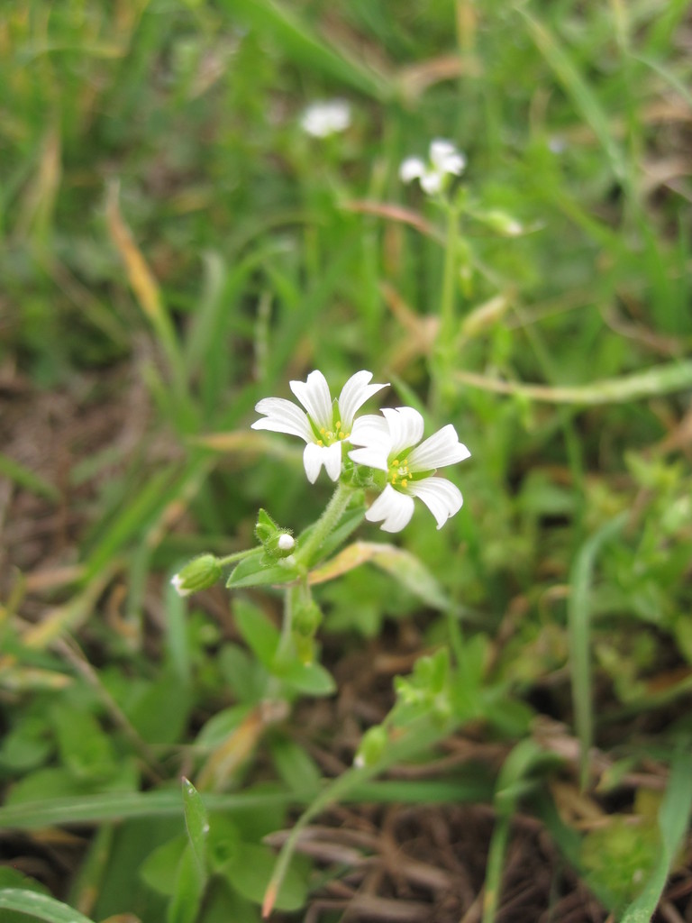 Short-stalked Chickweed (Denver-Boulder Metro Area: Yellow, White and ...
