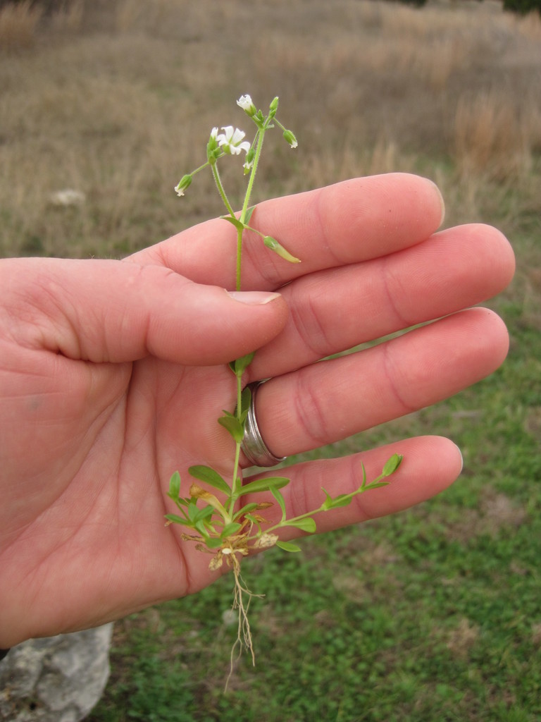 Short-stalked Chickweed (Denver-Boulder Metro Area: Yellow, White and ...