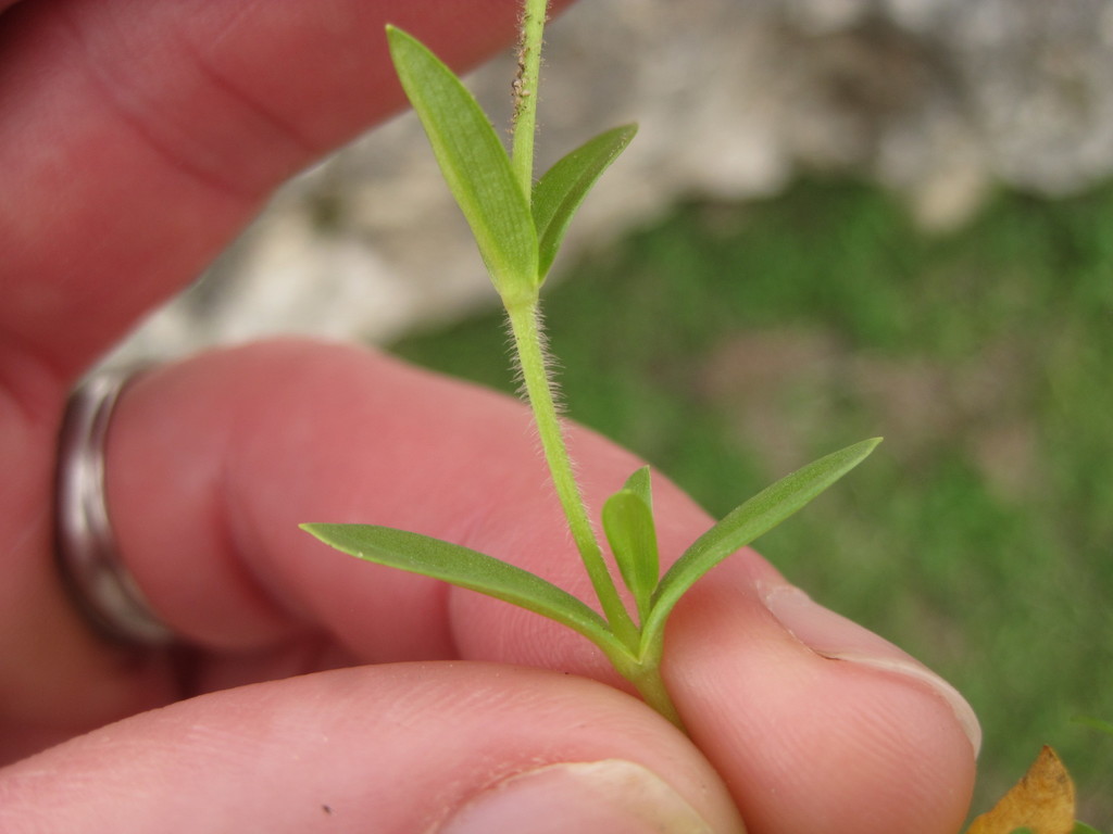 Short-stalked Chickweed (Denver-Boulder Metro Area: Yellow, White and ...