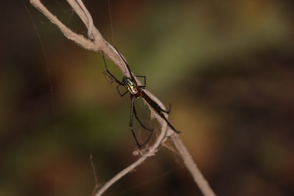 Mecynogea from Cerro del Vigía, Mazatlán, Sin., México on March 05 ...