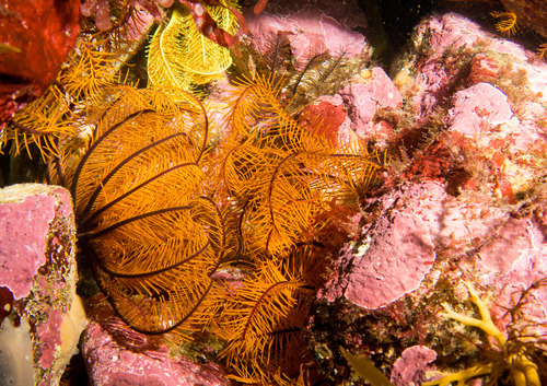 Genus Comanthus · iNaturalist United Kingdom