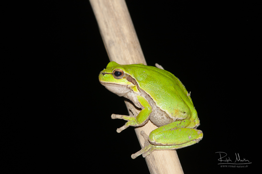 Lemon-yellow Tree Frog from Silifke/Mersin, Türkei on April 18, 2010 at ...