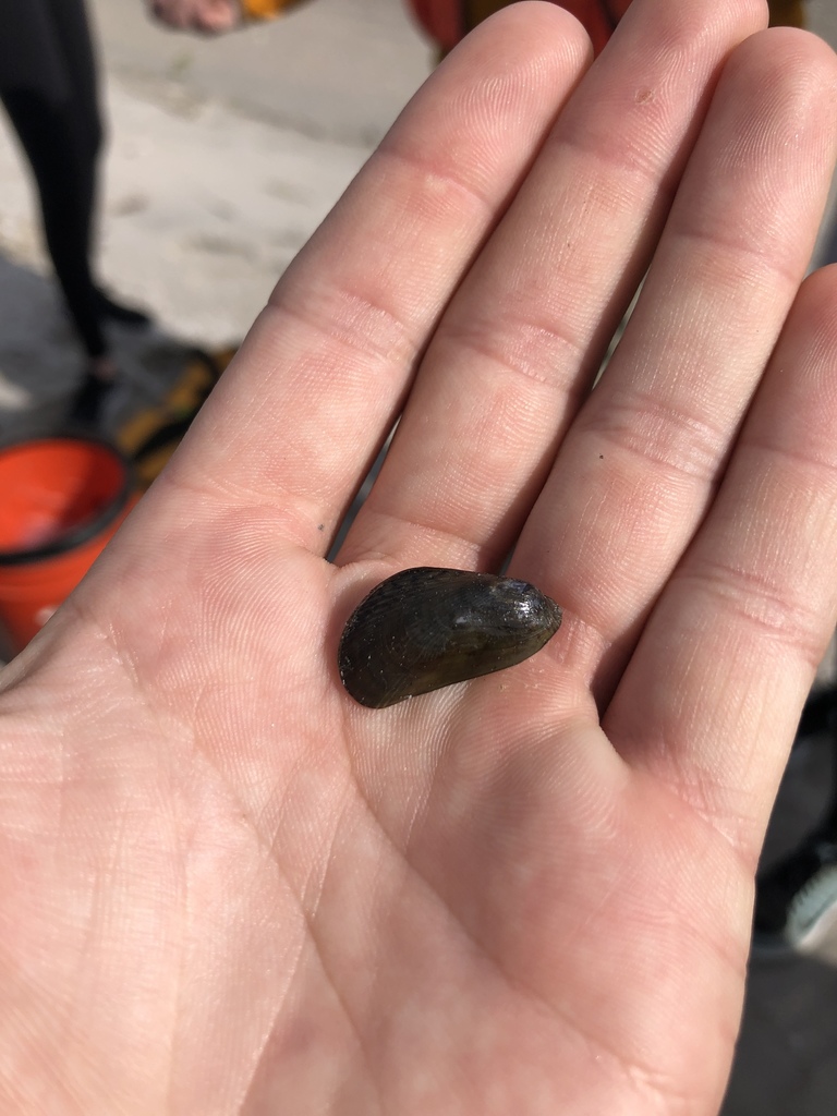 Asian Date Mussel from Mission Bay Park, San Diego, CA, US on March 11 ...