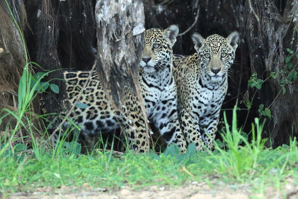 Jaguar in August 2016 by Paul Steeves · iNaturalist