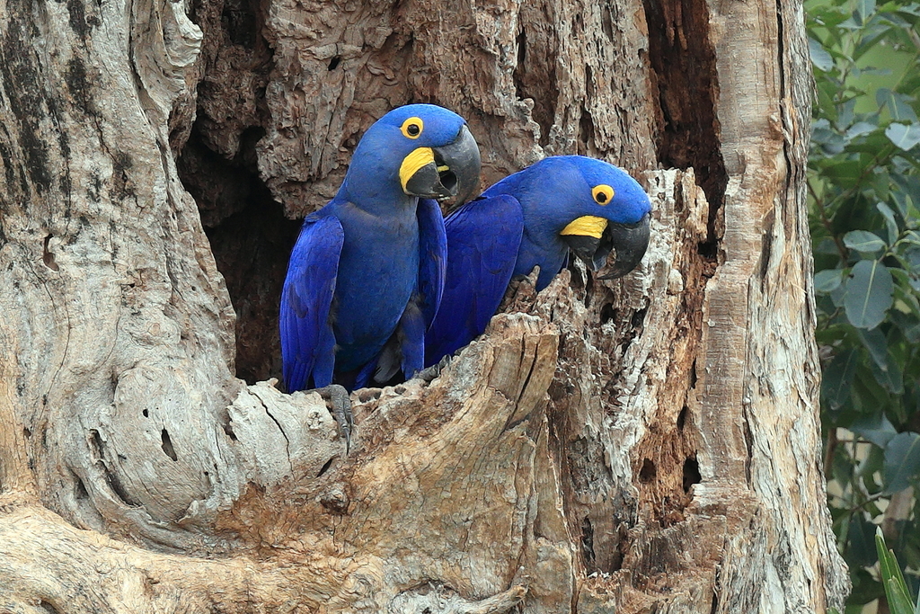 Hyacinth Macaw (Anodorhynchus hyacinthinus) - Avian Discovery