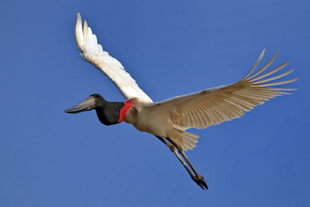 Jabiru from Poconé - State of Mato Grosso, 78175-000, Brazil on August ...