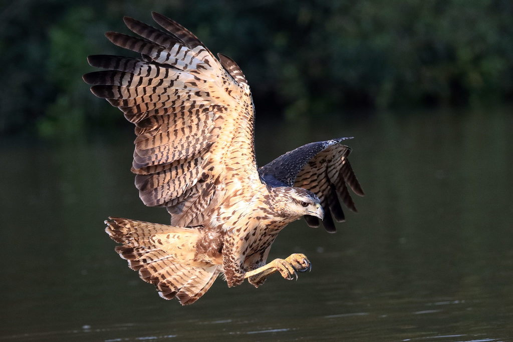 Great Black Hawk from Poconé - State of Mato Grosso, 78175-000, Brazil ...