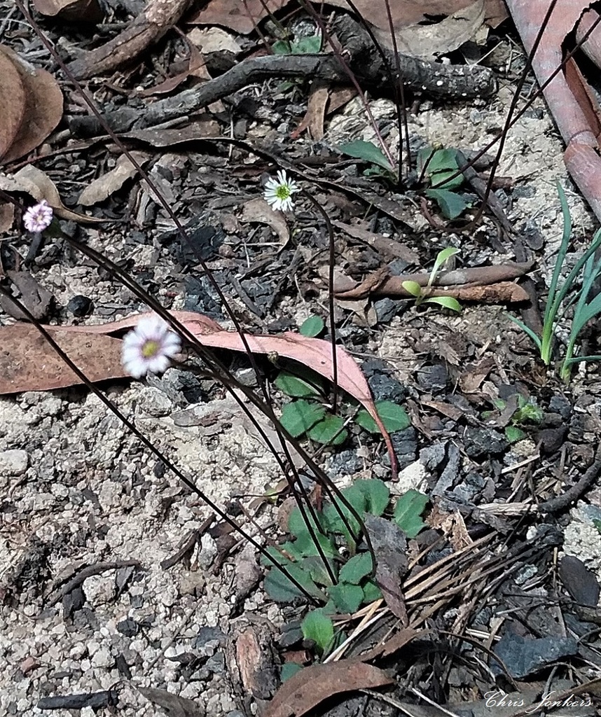 slender bottle-daisy from Lidsdale NSW 2790, Australia on March 11 ...