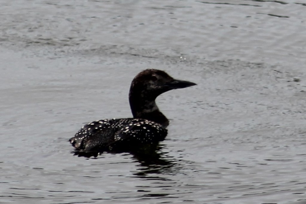 Common Loon from Grayson County, TX, USA on March 11, 2020 at 10:54 AM ...