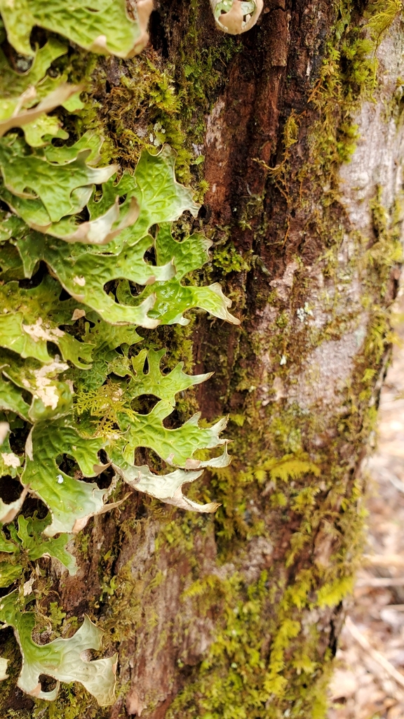 Lung Lichens (Macrolichens Genera of the Pacific Northwest ) · iNaturalist