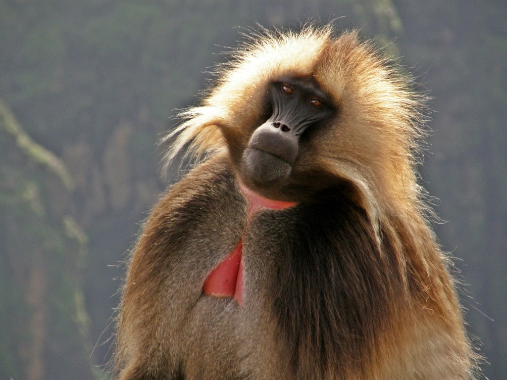 Geladas (Theropithecus) - Know Your Mammals
