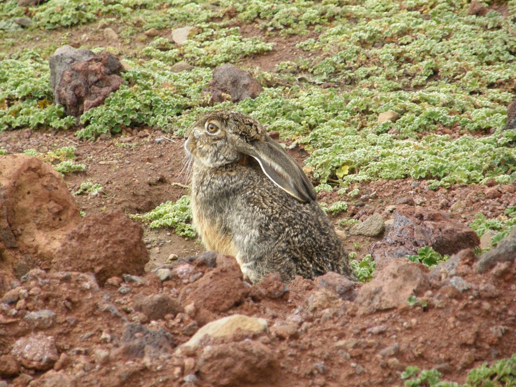 Ethiopian Highland Hare (Lepus starcki) - Know Your Mammals