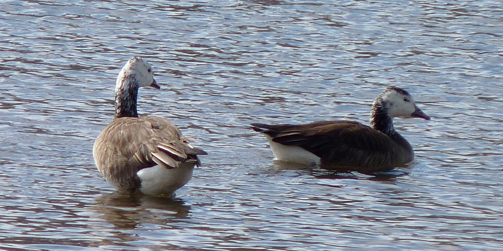 Snow × Canada Goose (Anser caerulescens × Branta canadensis) - Avian ...