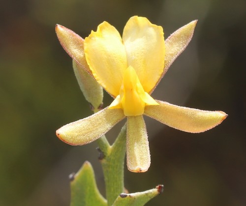 Jacksonia grevilleoides · iNaturalist