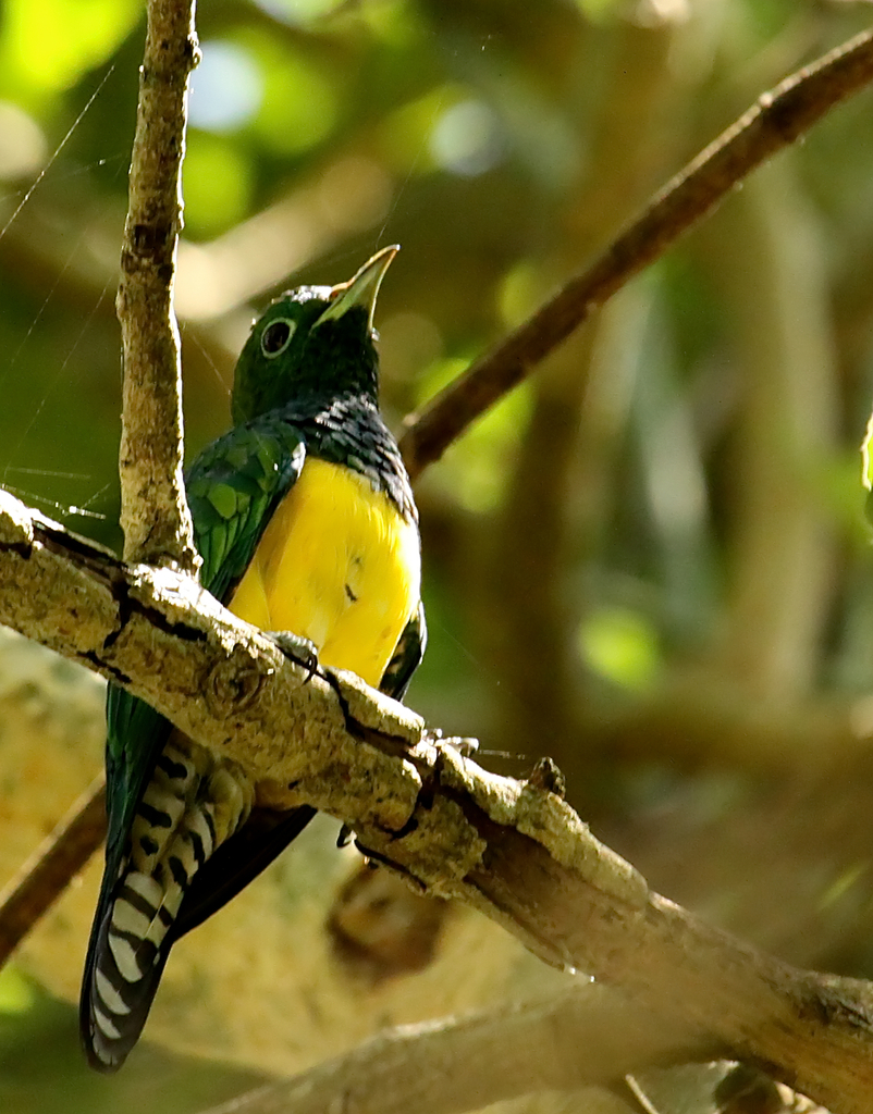 African Emerald Cuckoo (Chrysococcyx cupreus) - Avian Discovery