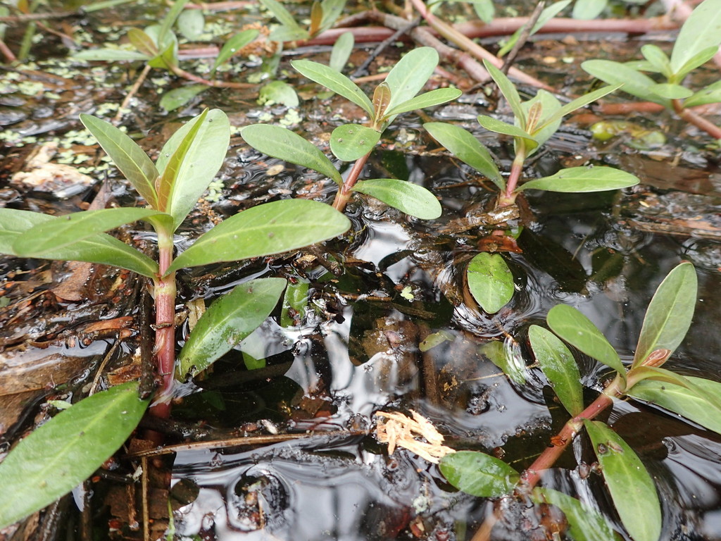 Alligatorweed from Franklin County, FL, USA on March 11, 2020 at 01:28 ...