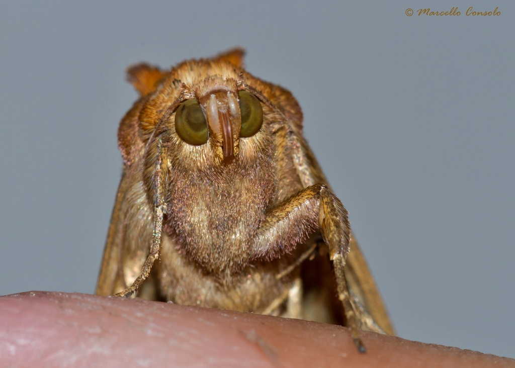 Tomato Looper (Lepidoptera (butterflies and moths) of the British ...