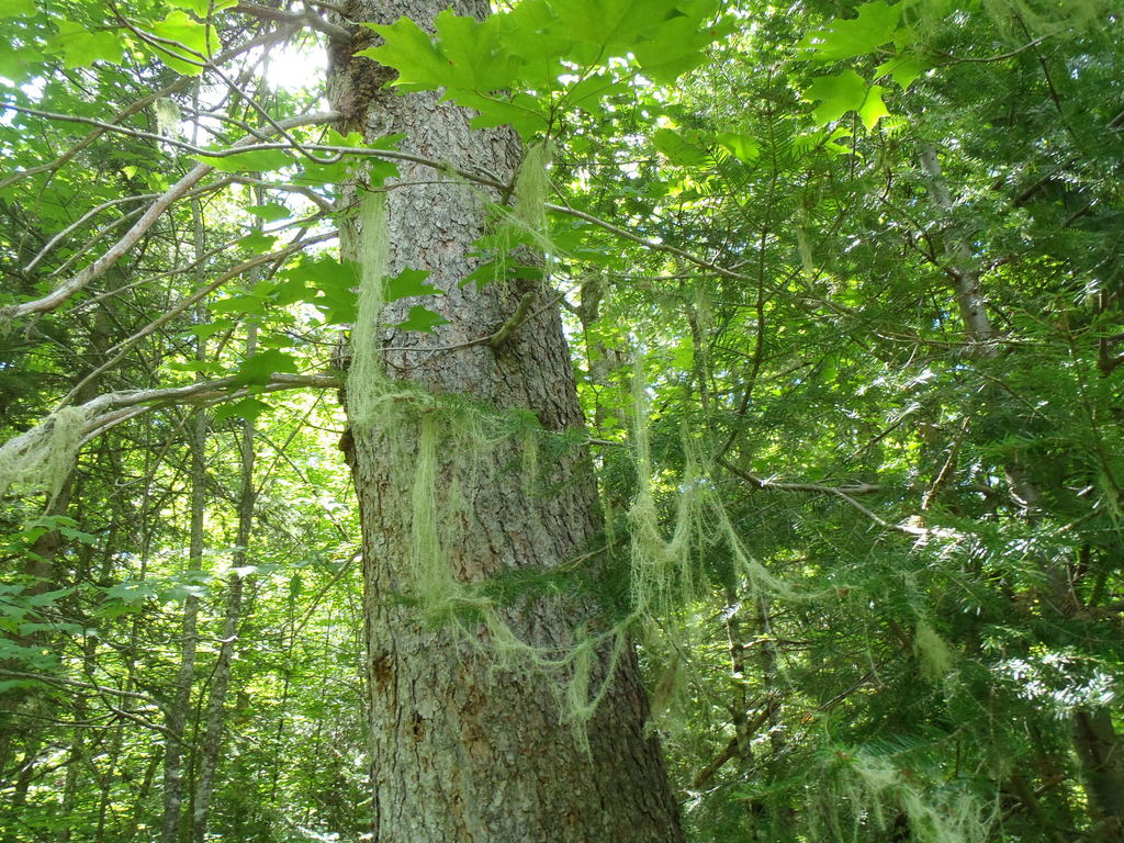 Methuselah's Beard Lichen from Houghton County, MI, USA on July 10 ...