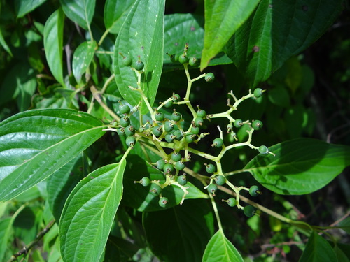 Large-Leaf Dogwood (Cornus macrophylla) · iNaturalist Guatemala