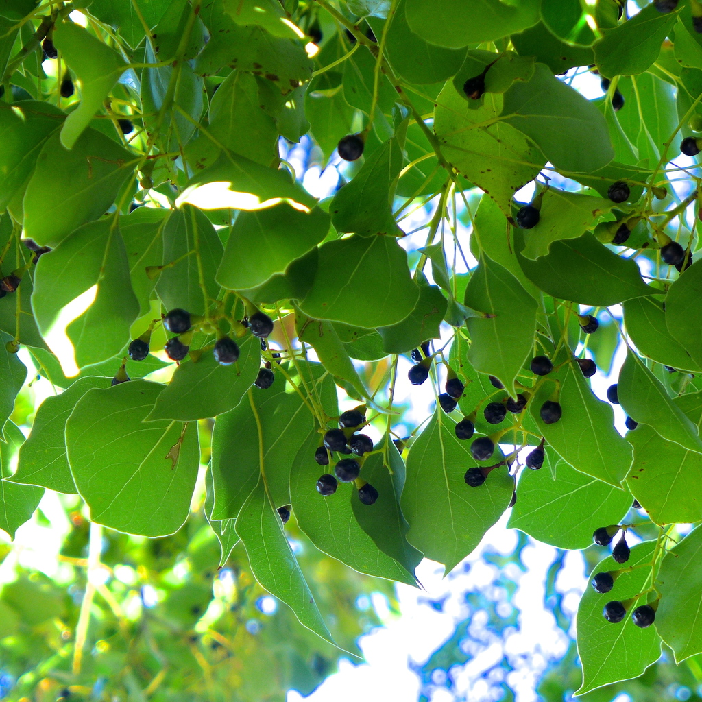Camphor Tree (LA Urban Forest Program) · iNaturalist
