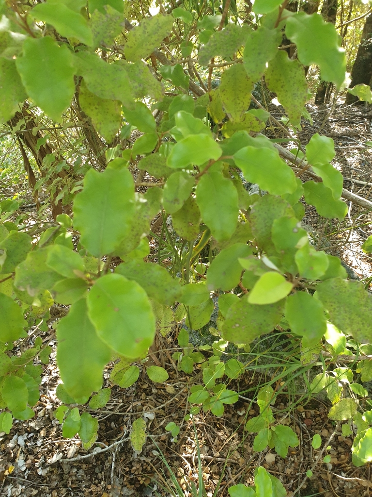 Akiraho from Southland 9679, New Zealand on March 11, 2020 at 04:20 PM ...