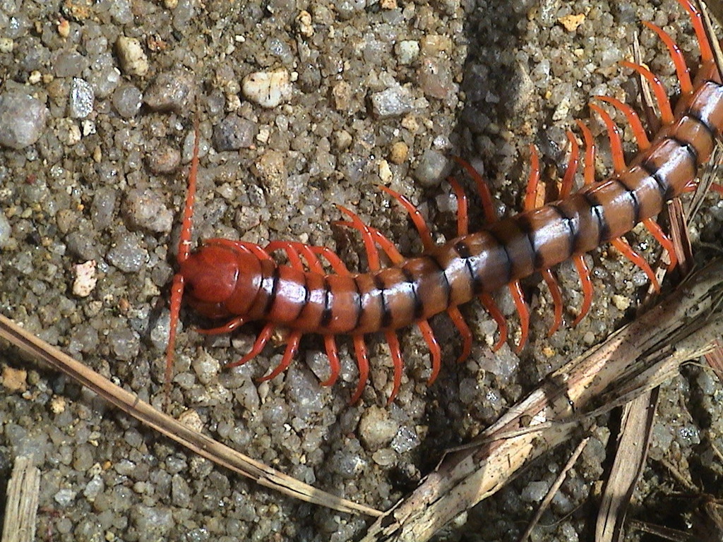 Vietnamese Centipede from Bukit Fraser, 49000 Bukit Fraser, Pahang ...