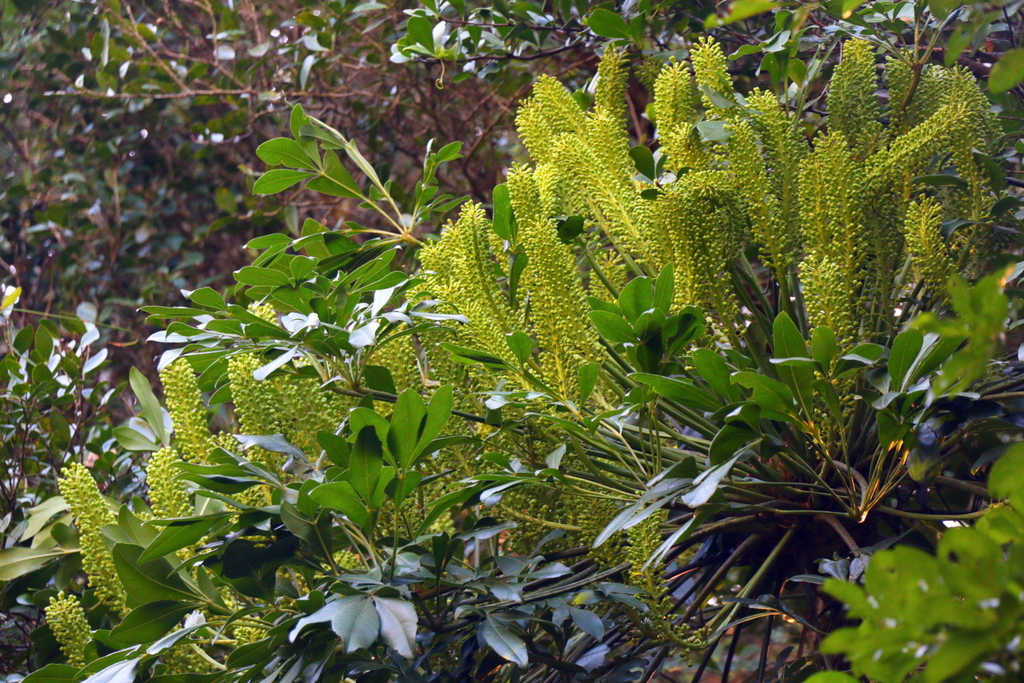 umbrella trees from (South) Uthungulu DC, South Africa on February 25 ...