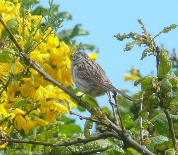 Brewer's Sparrow from Capital, BC, Canada on June 03, 2011 at 08:49 AM ...