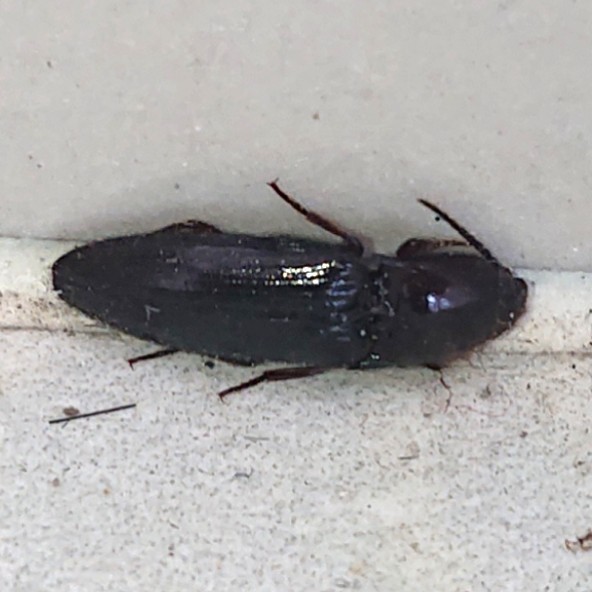 Priopus in March 2020 by Sutthikhun Phaengphongsai · iNaturalist