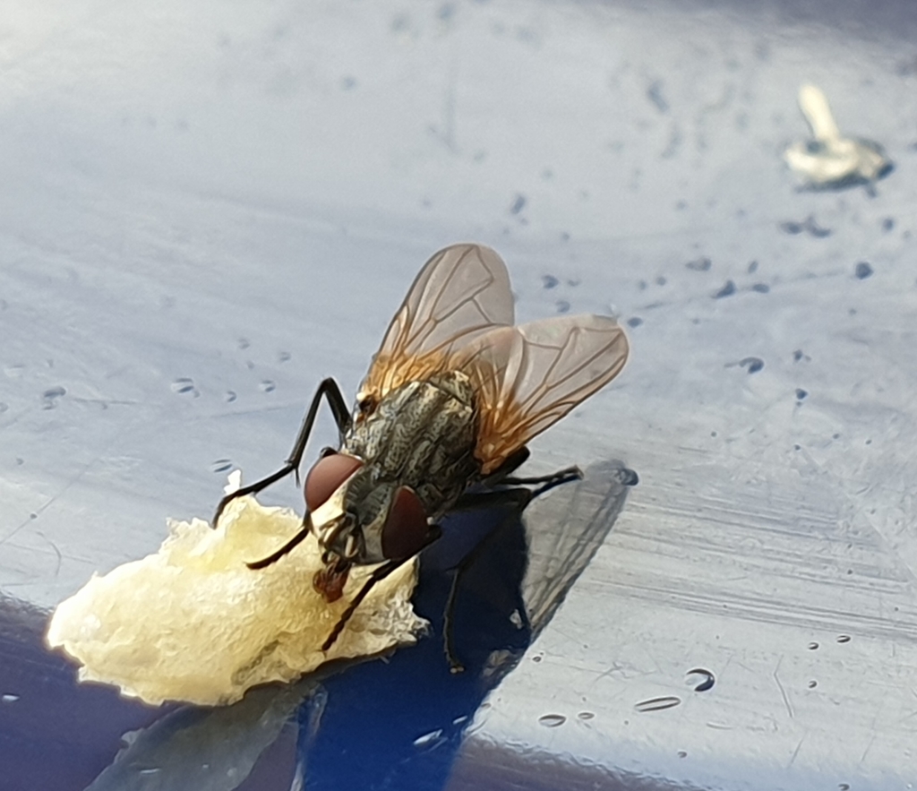 Common House Fly from South Grafton NSW 2460, Australia on March 5 ...