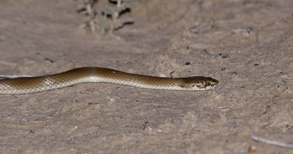 Curl Snake from Tibooburra NSW 2880, Australia on May 20, 2019 at 06:26 ...